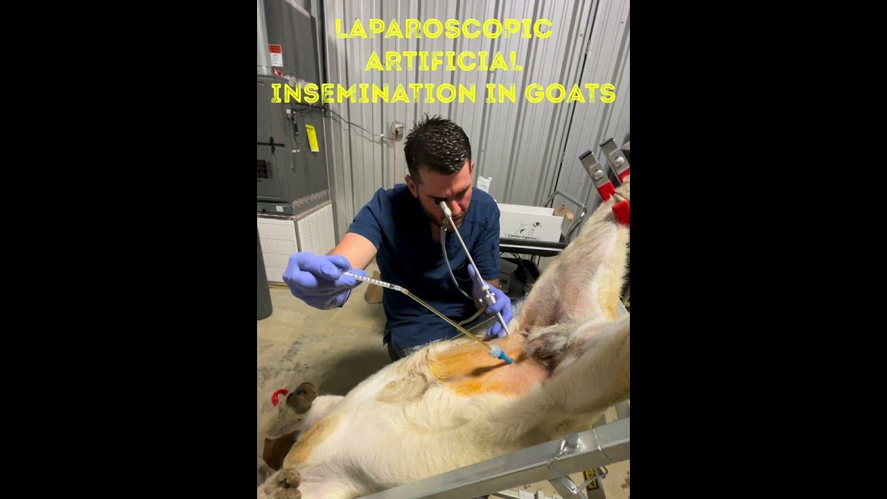 LAPAROSCOPIC ARTIFICIAL INSEMINATION IN GOATS - YouTube