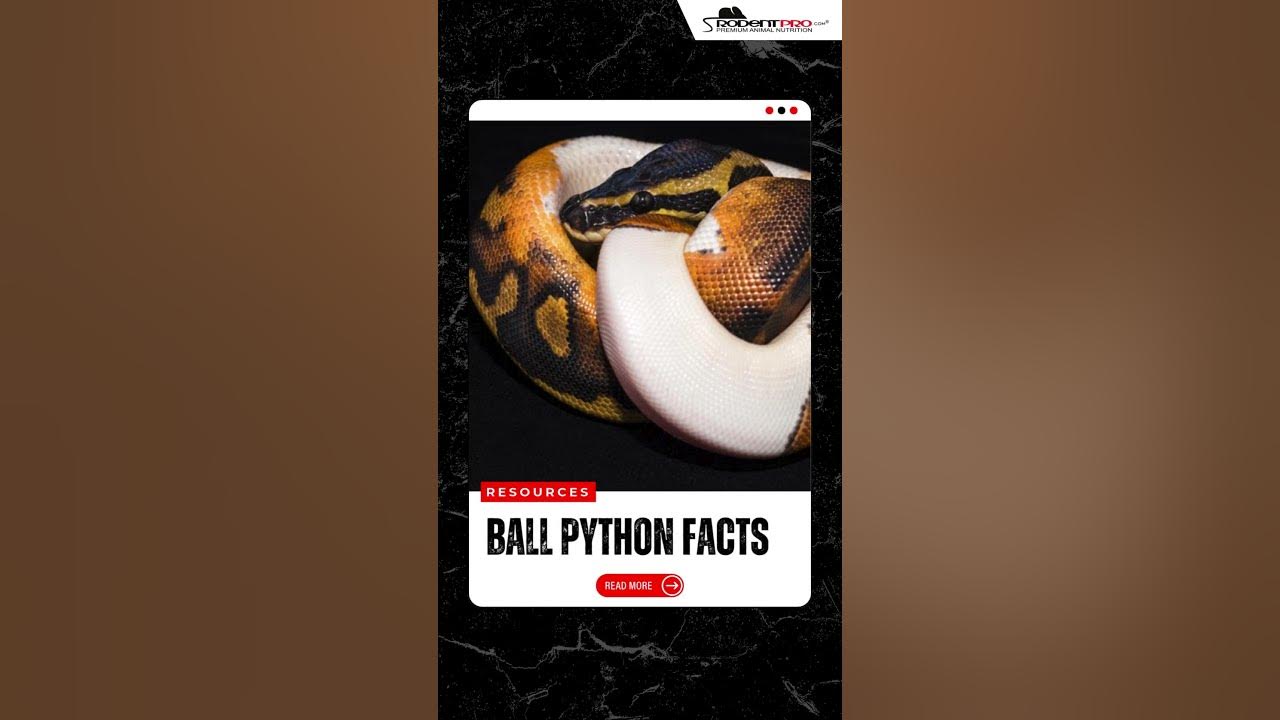 Ball Python Facts - YouTube