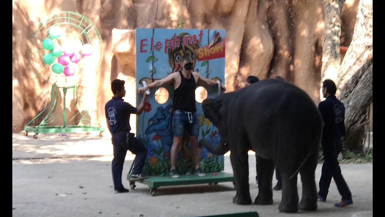 Unbelievable! How they tamed elephant!!! - YouTube