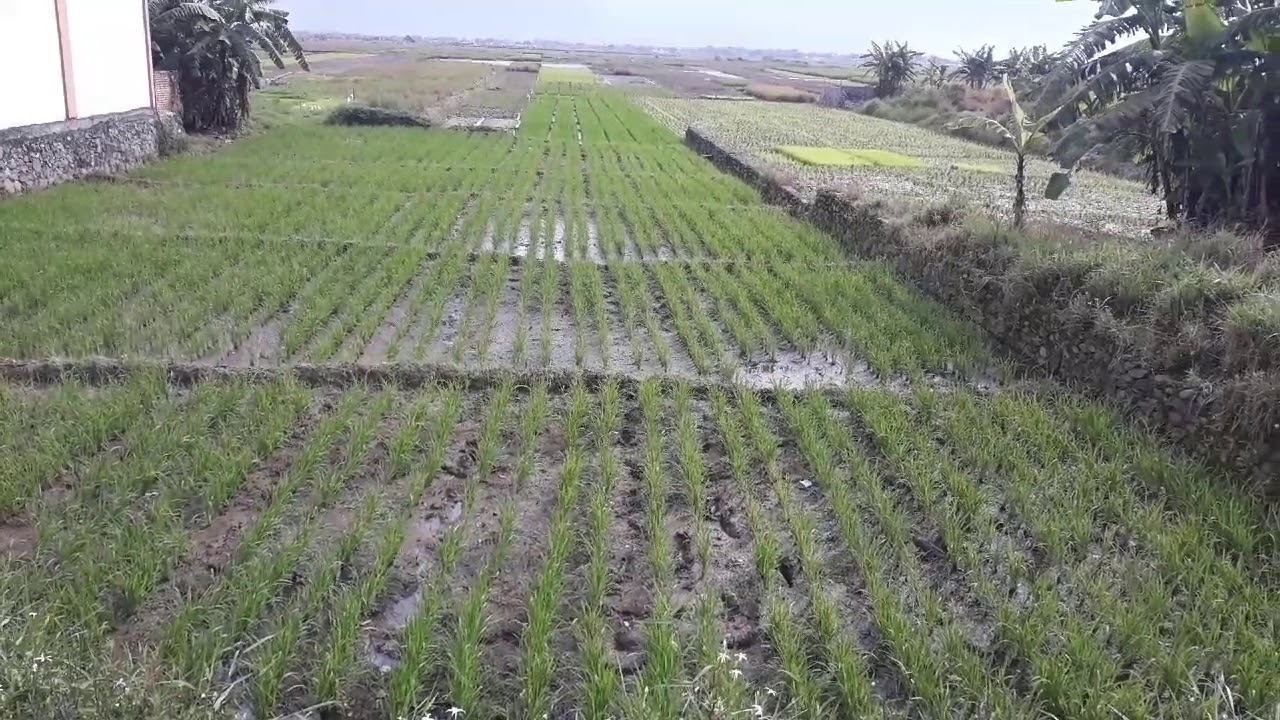 Demplot Padi Sawah Pola Jejar Legowo 2:1 - YouTube