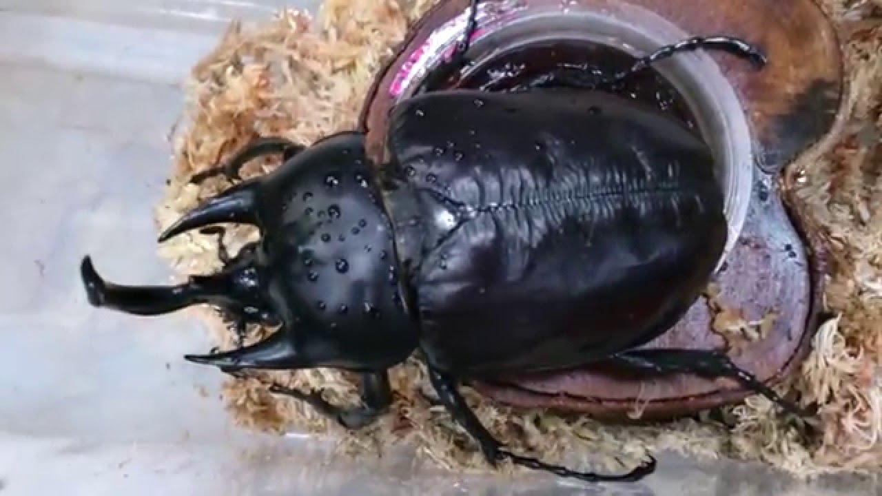 GIANT, Heavy Beetle -Megasoma actaeon - YouTube