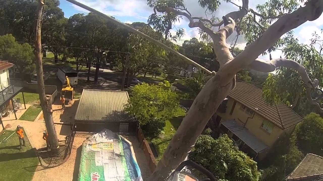 Cradle Rigging Twin Tree Removal - YouTube