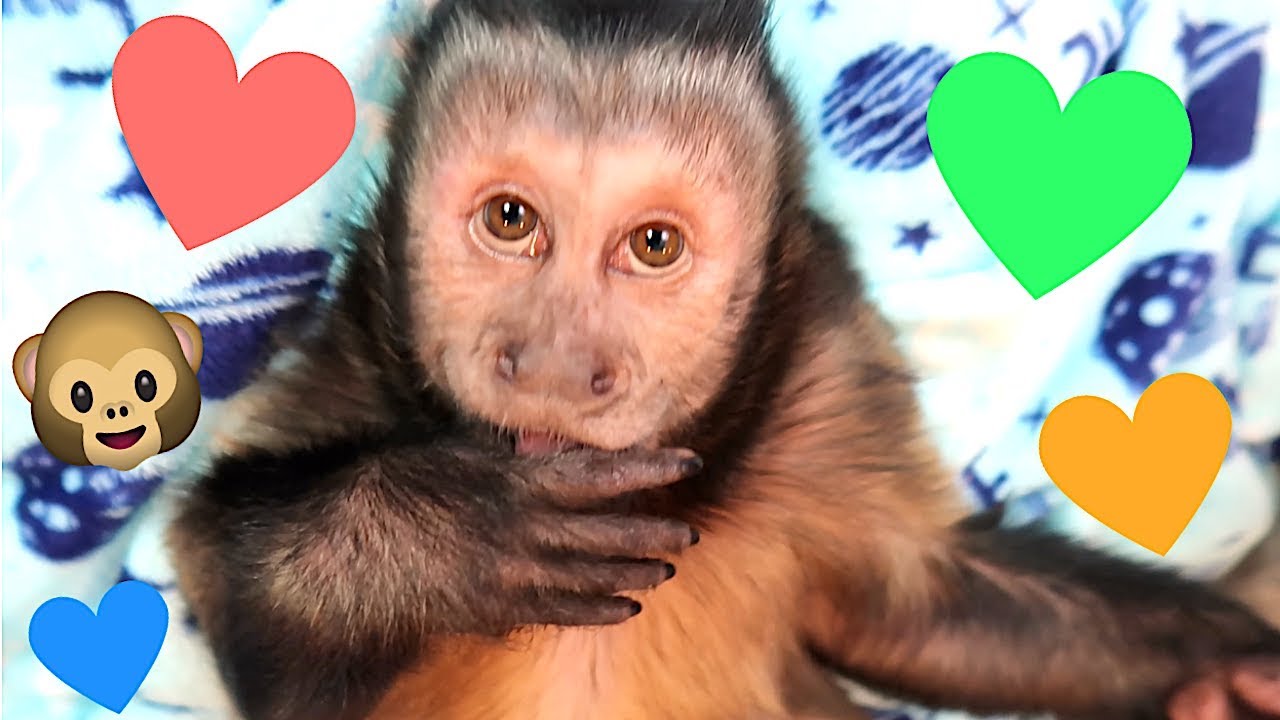 Capuchin Monkey Fun With Family! - YouTube