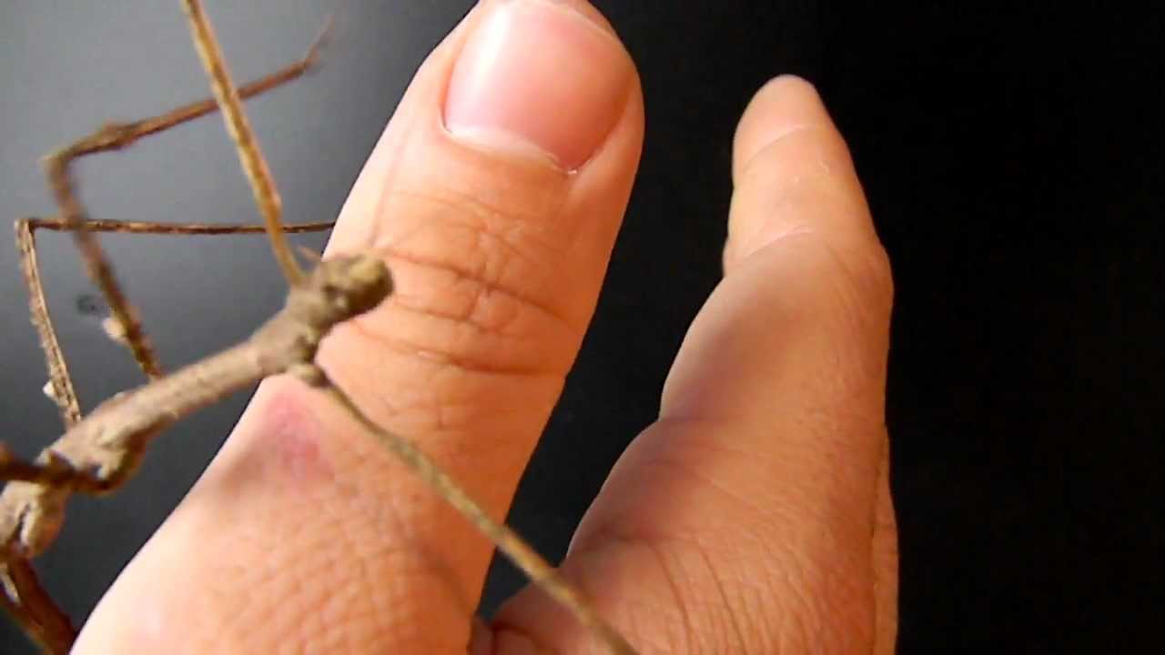 Vietnamese Stick Insect Crawling on my Hand - YouTube