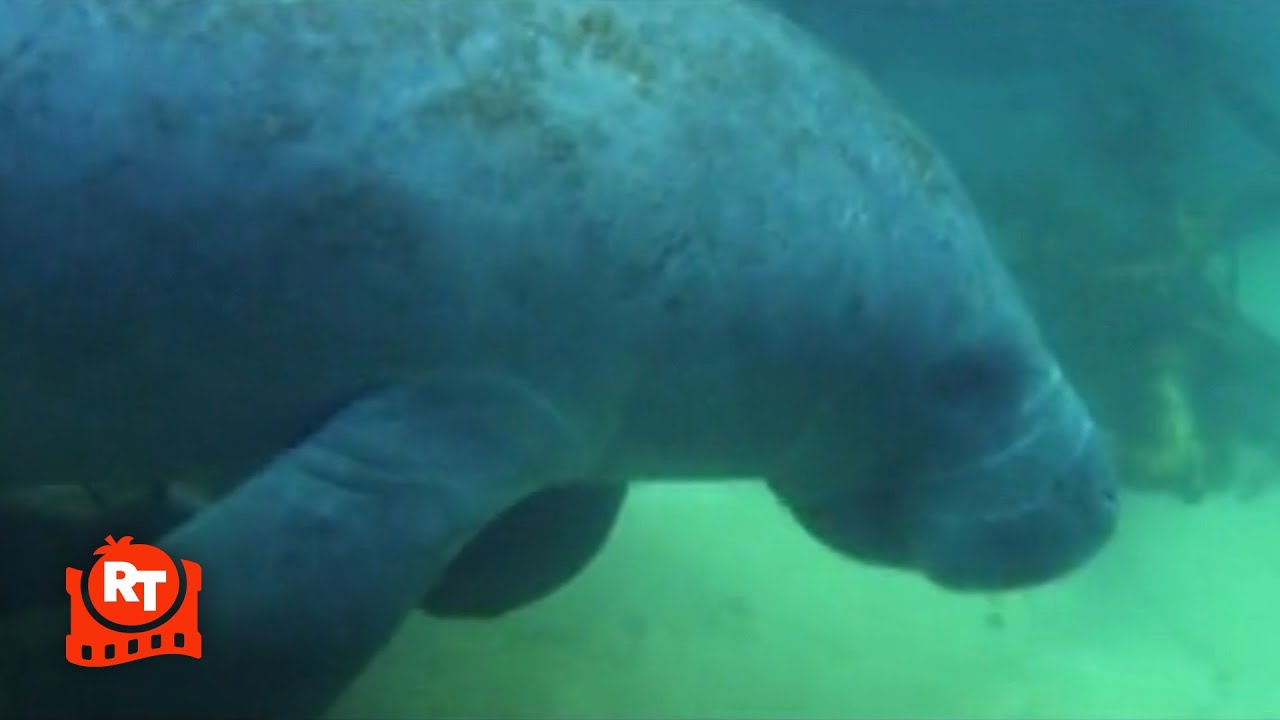 Waves (2019) - Swimming With Manatees Scene | Movieclips - YouTube