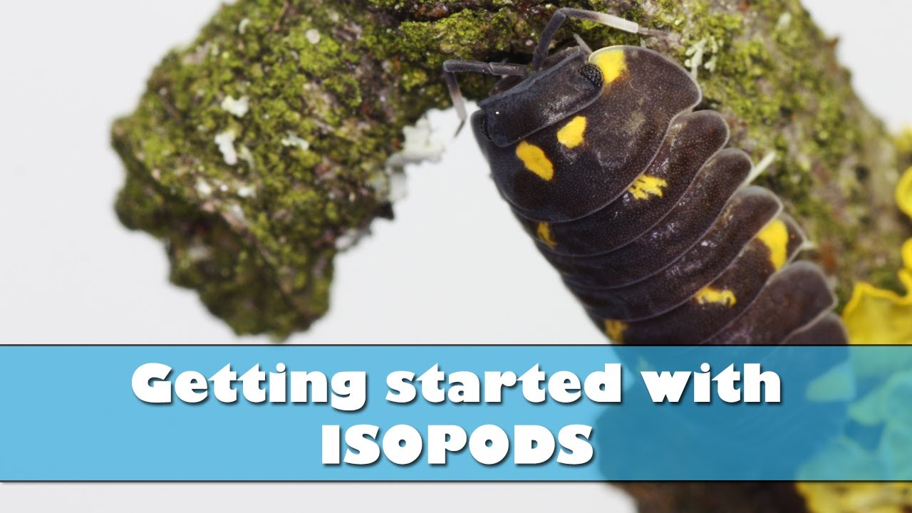 Getting started with isopods - YouTube