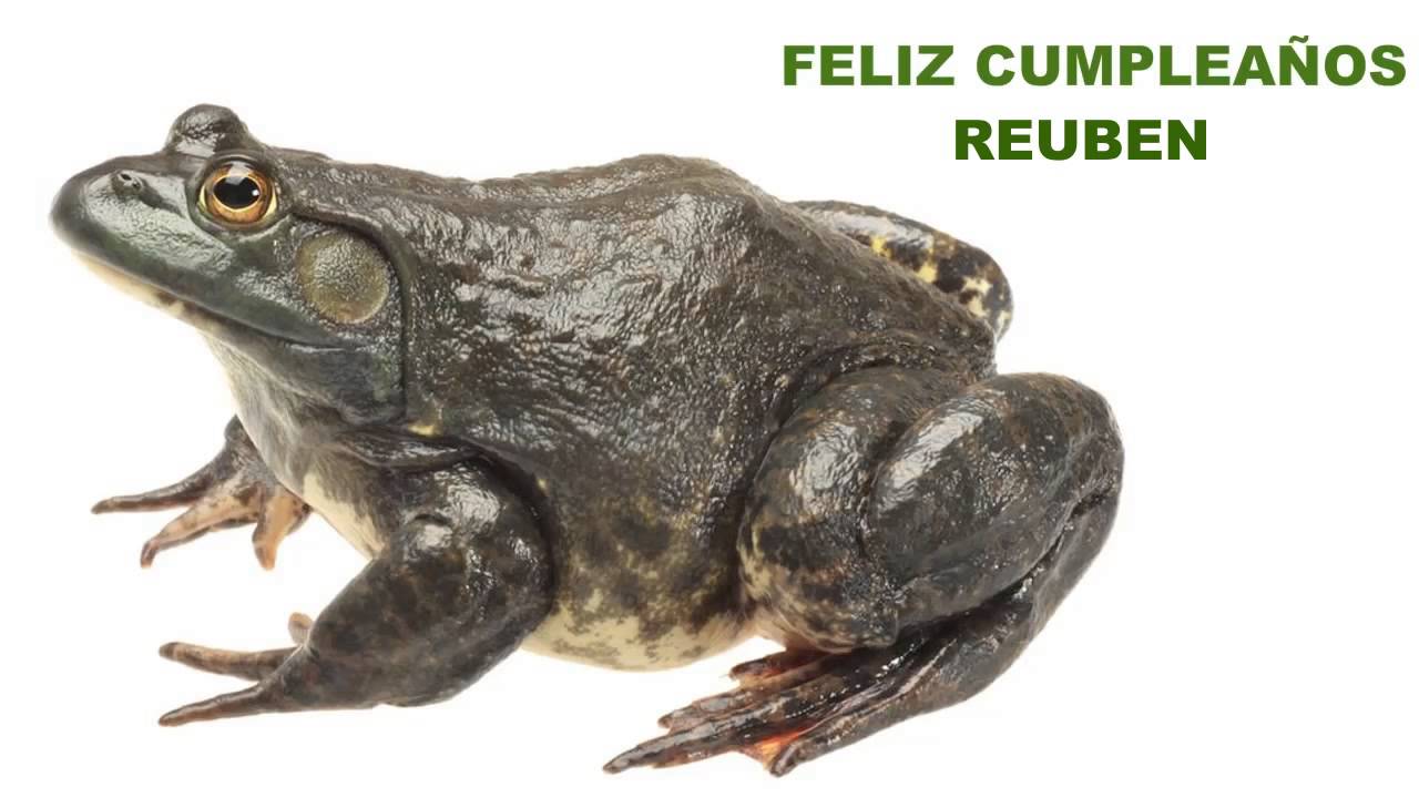 Reuben Animals & Animales - Happy Birthday - YouTube