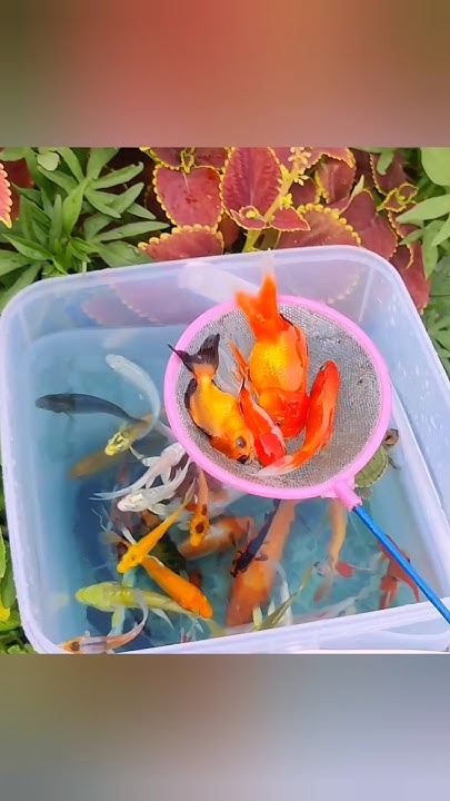 The Incredible Catch Colorful AquariumFish In Small Pond, Pencil Fish, GlassFish, Baby Turtle ...