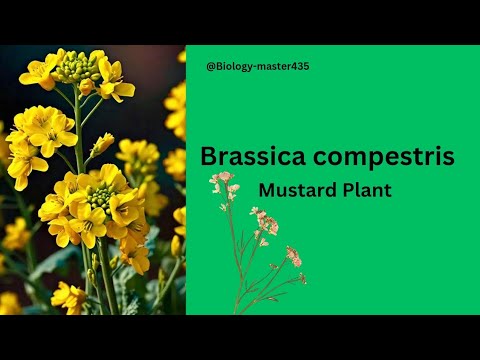 Brassica compestris| mustard plant | Brassicaceae | Class 9th | Biology ...