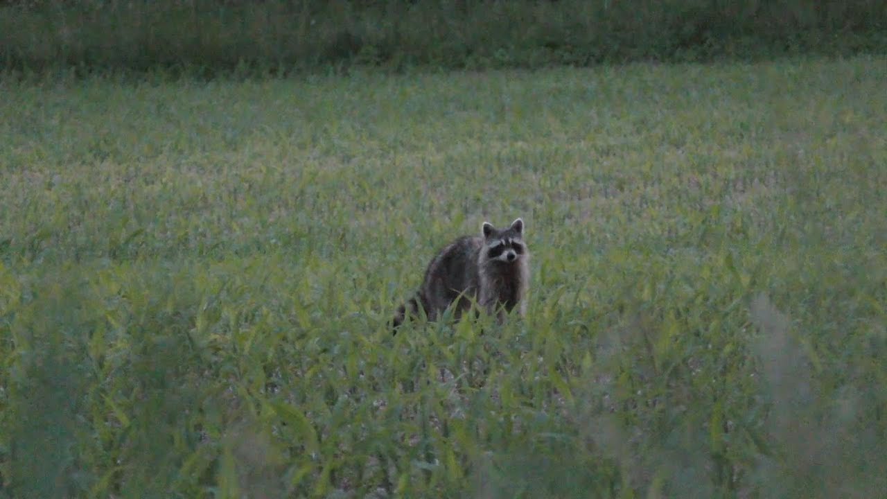 When Raccoons Attack, but We Fight Back! - YouTube