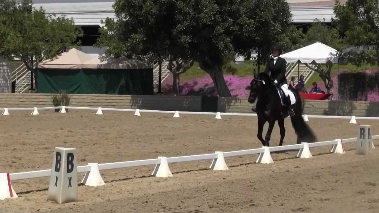 Fiesta 2013 - Intro level B Dressage test - 1st place - Fabuloso AF ...