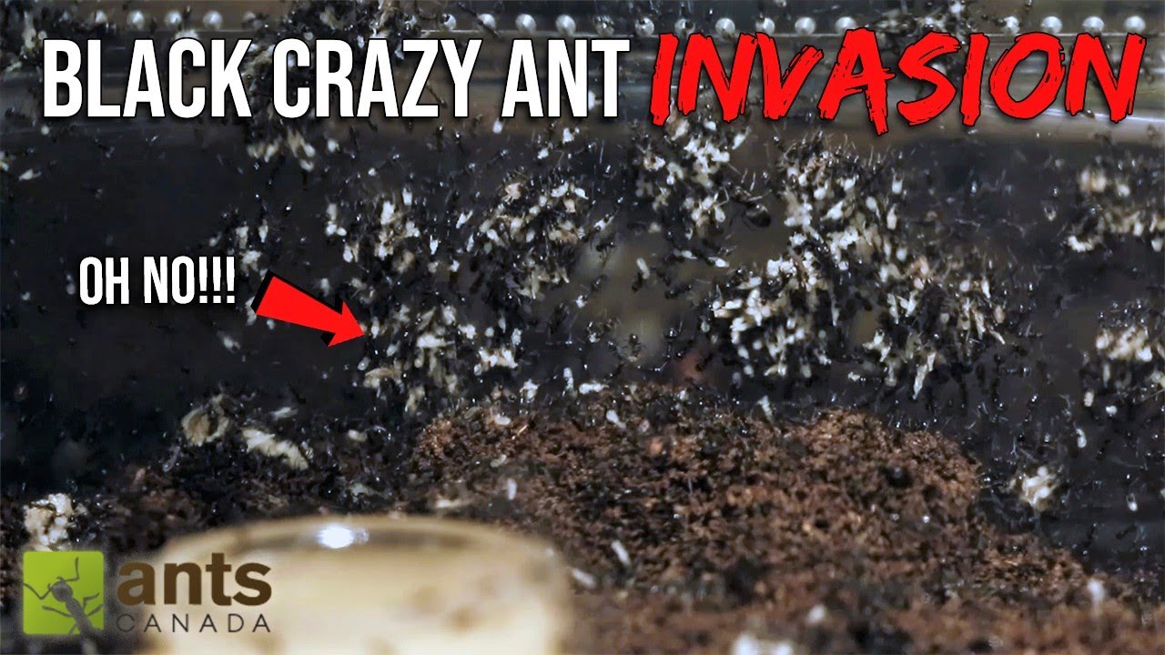 Crazy Ants Invasion