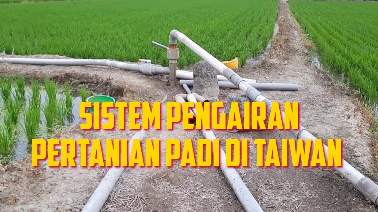 Sistem Pengairan Pertanian Padi Di Taiwan - YouTube