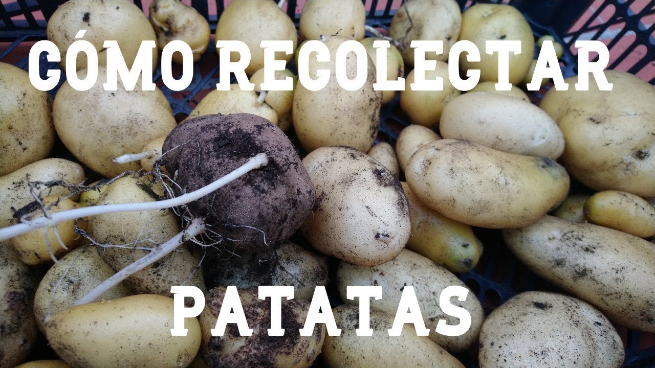 Cómo y cuando recolectar o cosechar patatas o papas | El Huerto de ...