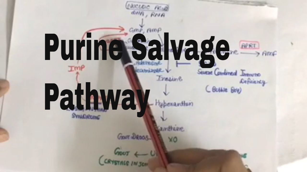 Purine: Salvage Pathway and medical conditions associated with it ...