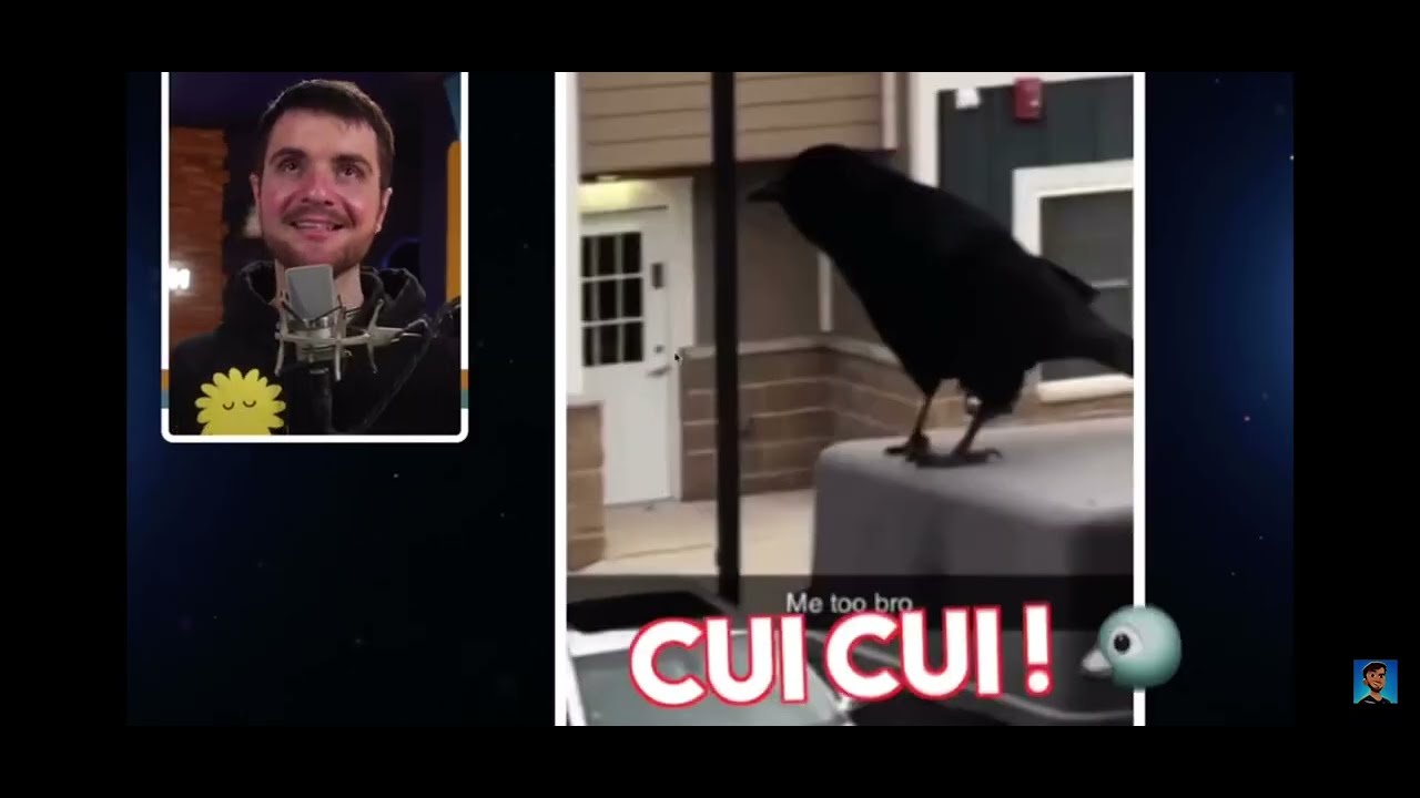 Cuicui 🐦 - YouTube