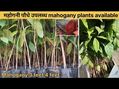महोगनी की खेती/Mahogany information/African Mahaguny Plants Available ...