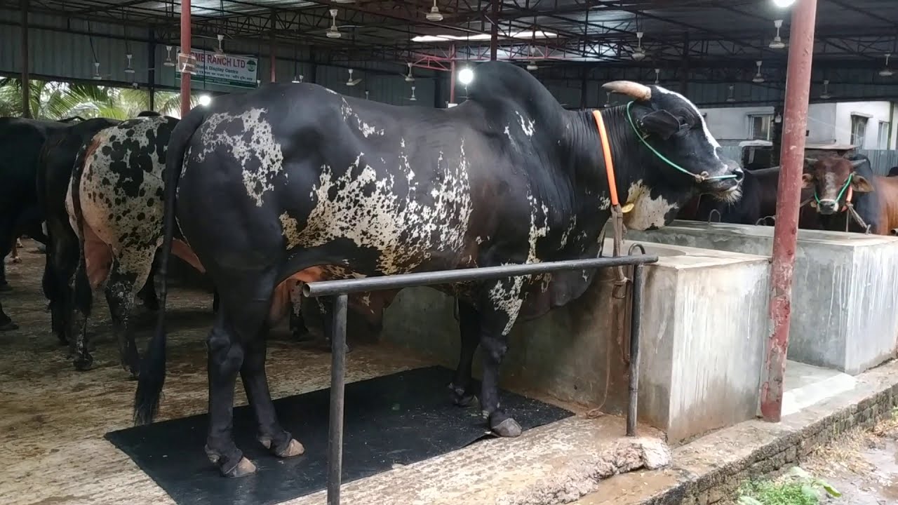 Black pakhra sibbi bull || BD CATTLE || - YouTube