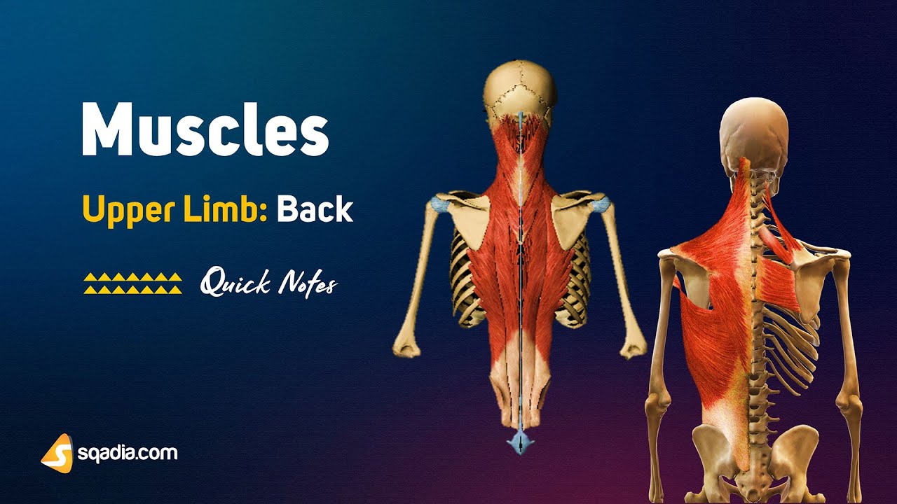 Upper Limb: Back | Muscles - YouTube