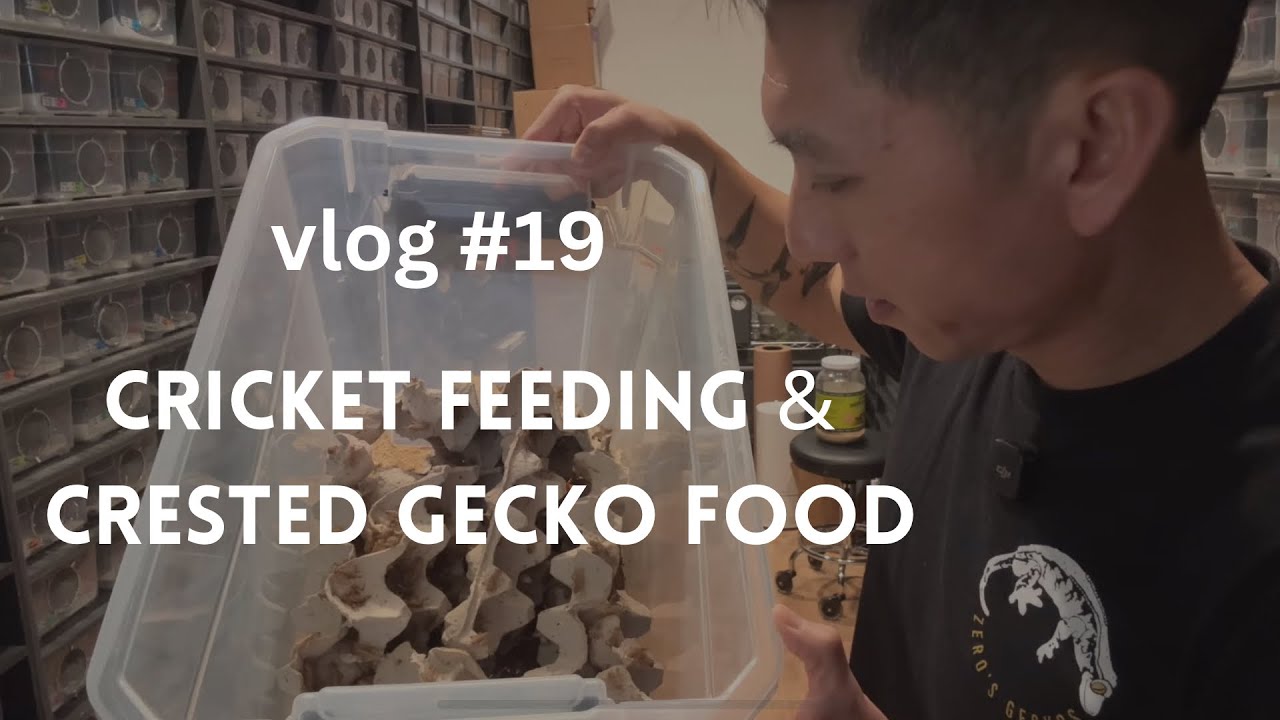 Cricket Feeding and Crested Gecko Food | Vlog #19 of Zero's Geckos ...