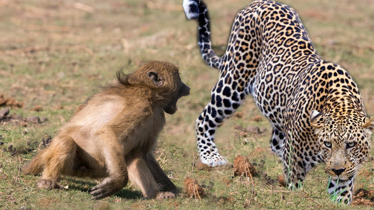 BABOONS FIGHT WITH CHEETAH IN HORROR !!!!! - YouTube