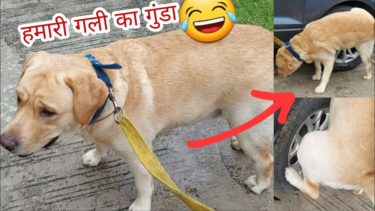 Cute labrador dog shy ki Gully mein gundagardi 😂 | funny dog video ...