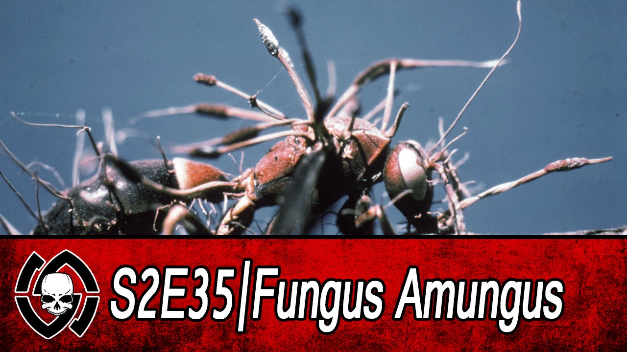 S2E35 Fungus Amungus - YouTube