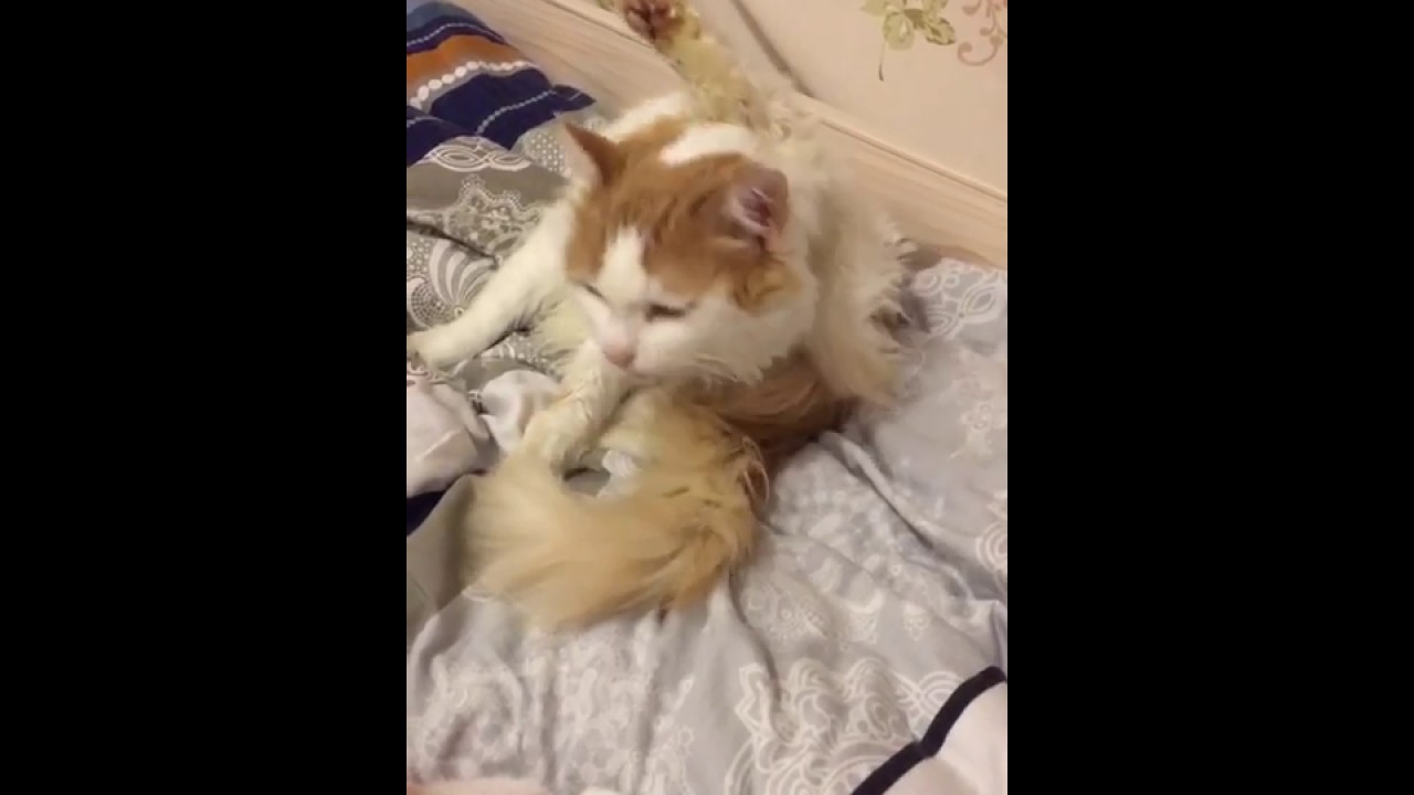 the cat named maomao，so cute - YouTube
