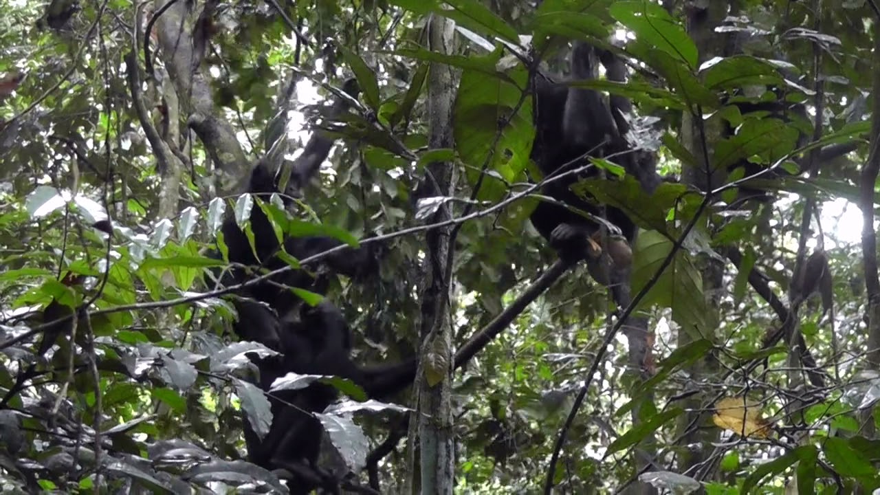 Bonobo gesture - Stomp 2-feet other (Example 1) - YouTube