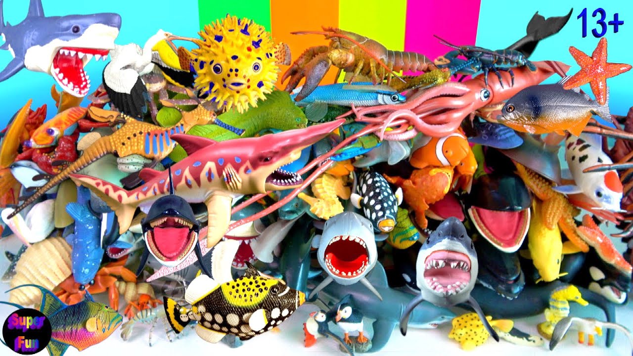 Sea Animals - Sharks, Whales, Fish, Shellfish, Cephalopods, Crustaceans ...