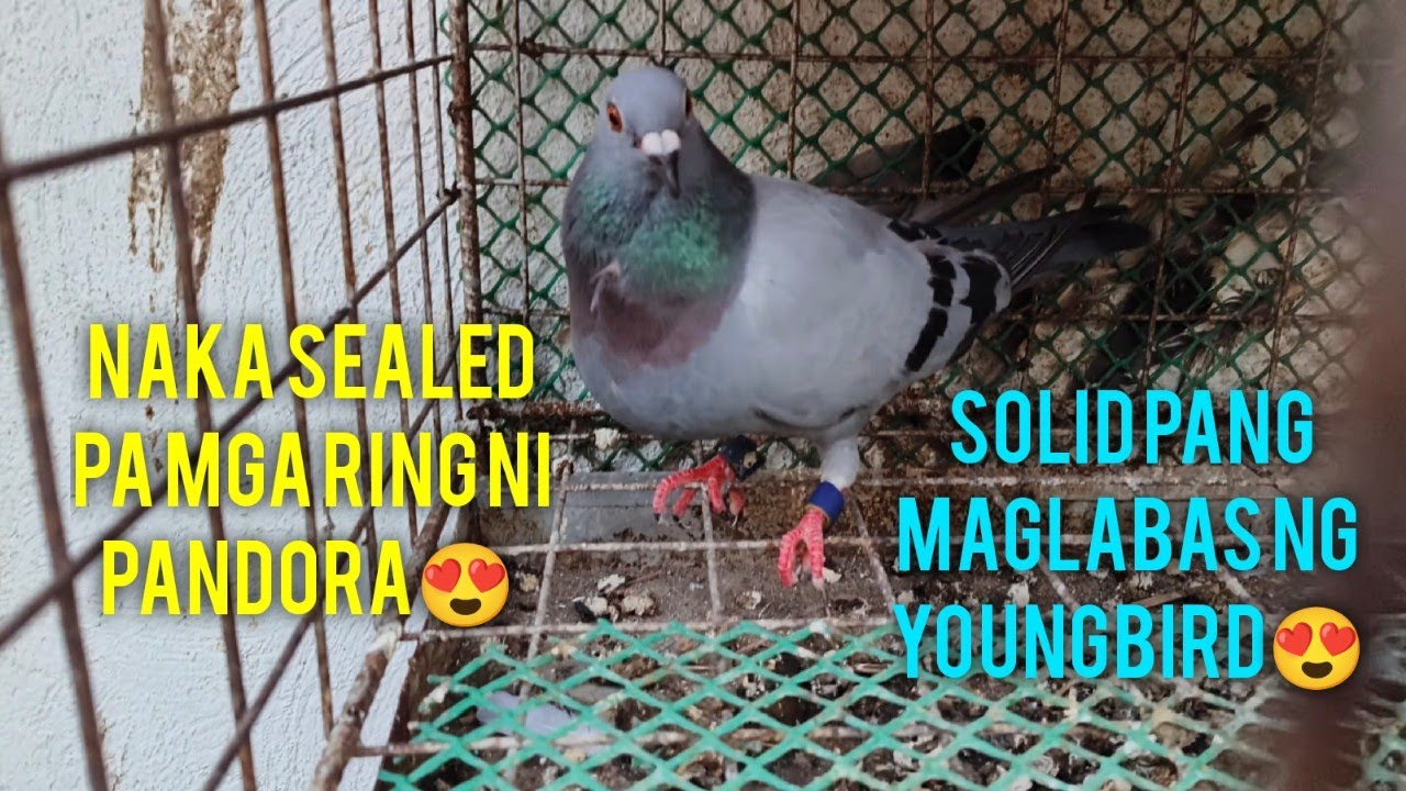 naka sealed pa mga ring ni PANDORA😍 solid pang maglabas ng youngbird😍 ...