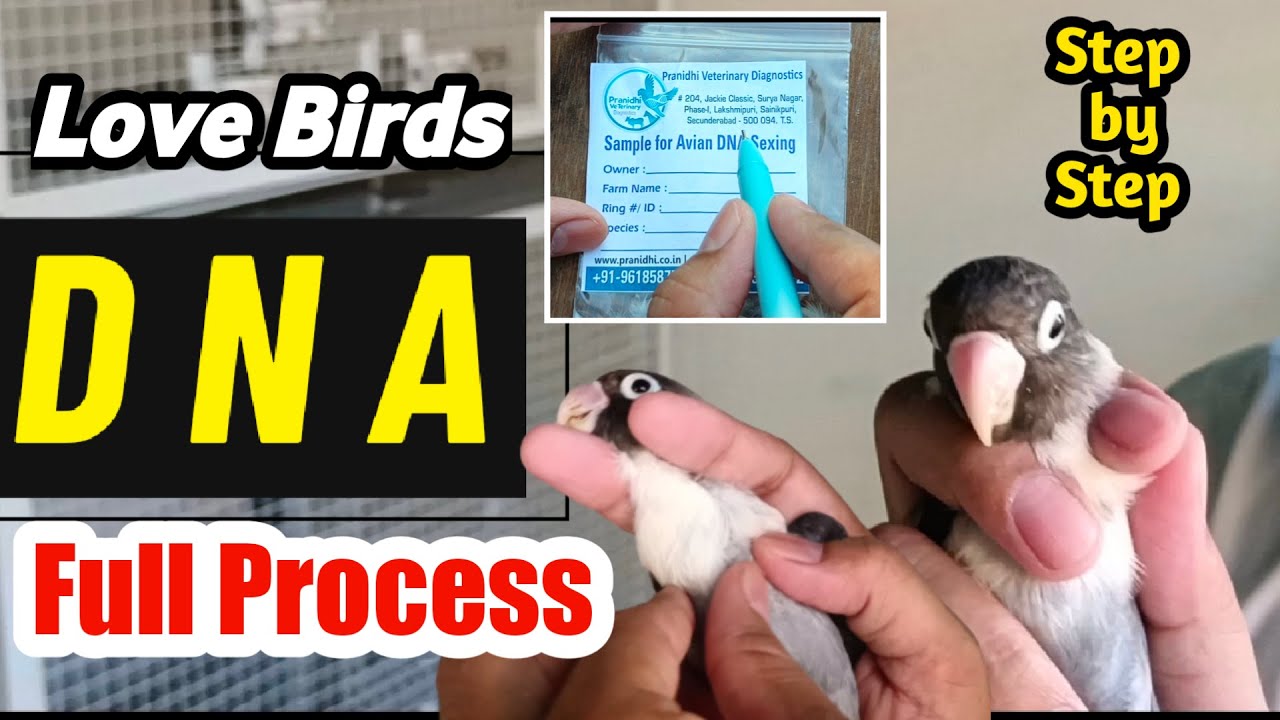 Love Bird DNA Testing Full Process Step by Step | DNA का Sample कैसे और ...