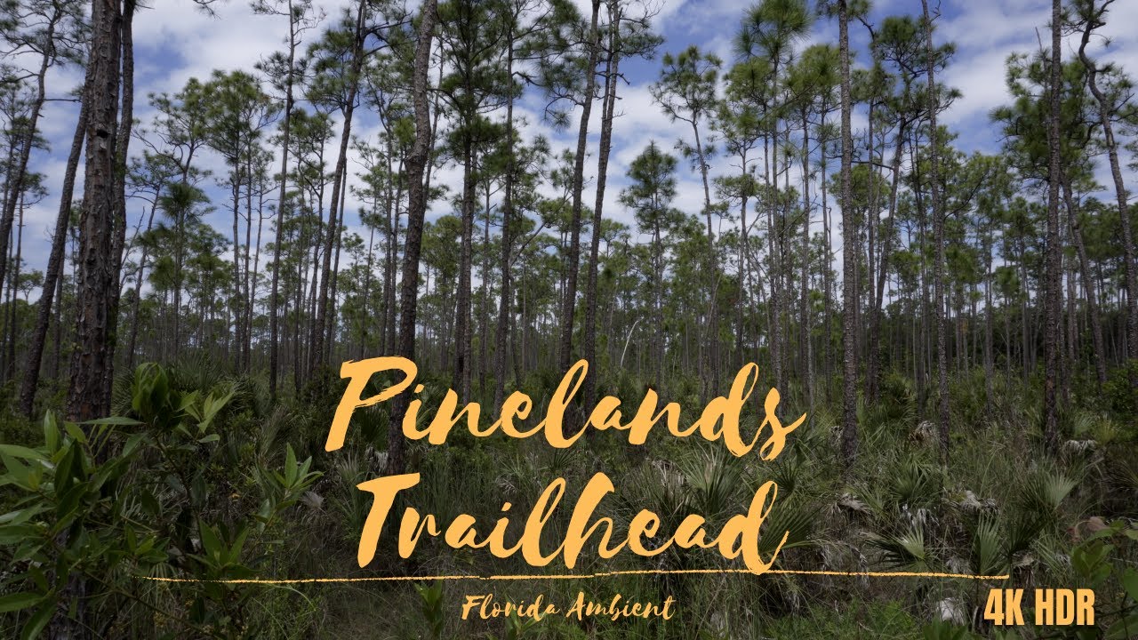 Exploring Pinelands Trail Nature Walk in the Everglades - YouTube