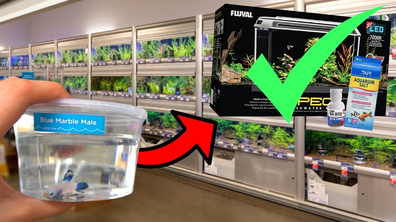 Everything You NEED TO BUY For A BETTA FISH! - YouTube