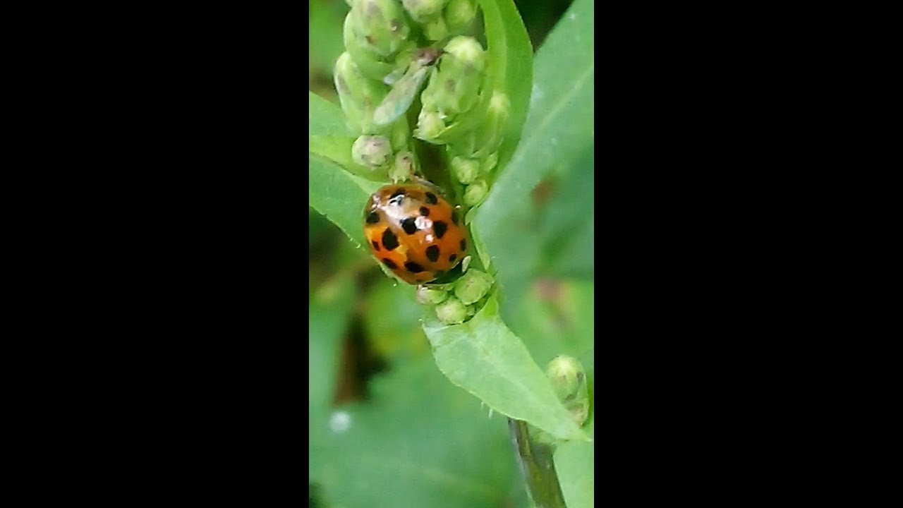 Red lady beetle with spots Coleoptera Insect - YouTube