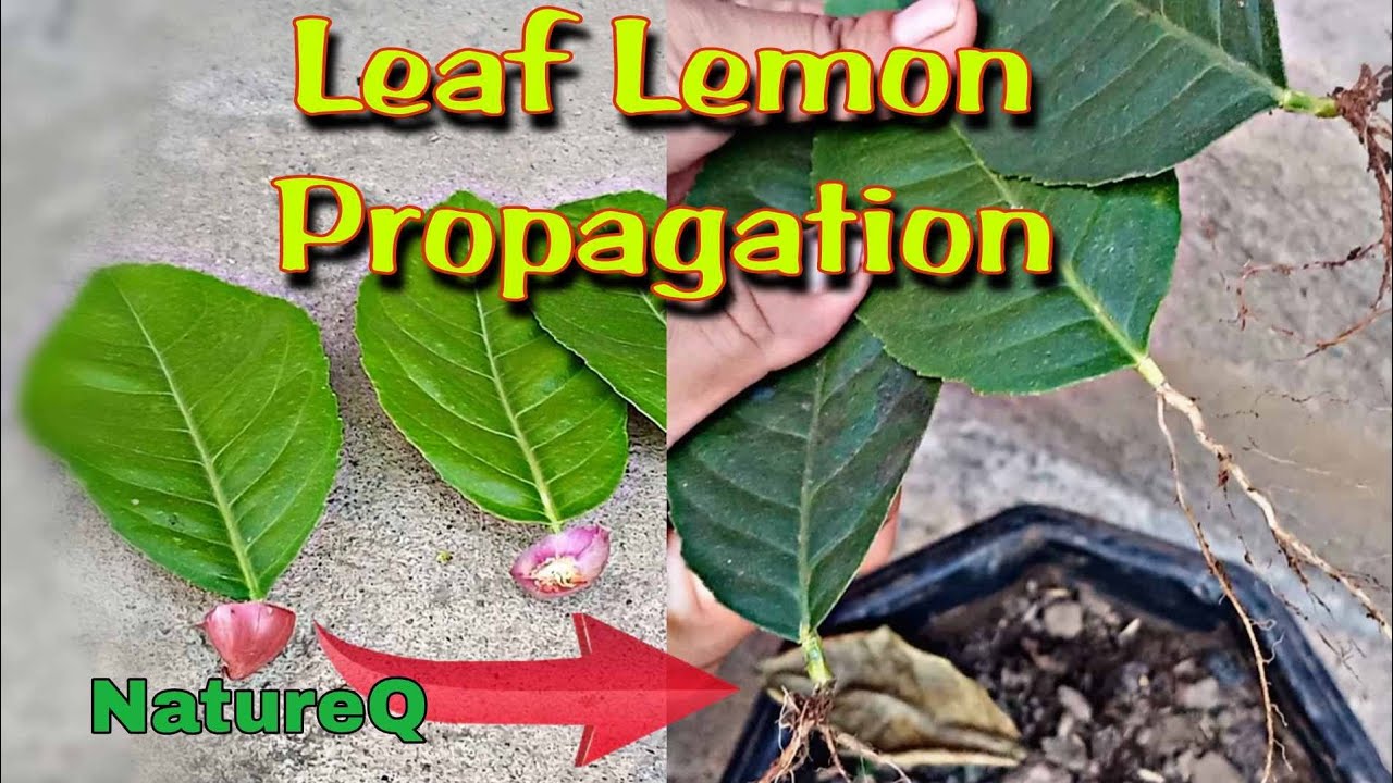 wow!!! successfully ~ Try Lemon Propagation by Leaf | How to grow plan ...