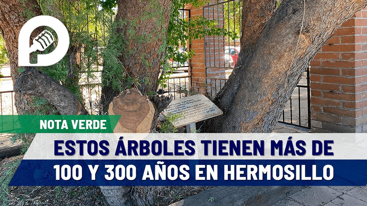 3 árboles con más edad en Hermosillo: palo fierro de 322 años ...