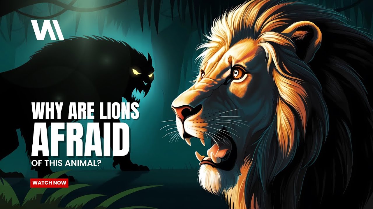 Why Are Lions Afraid of This Animal? Shocking Facts! - YouTube