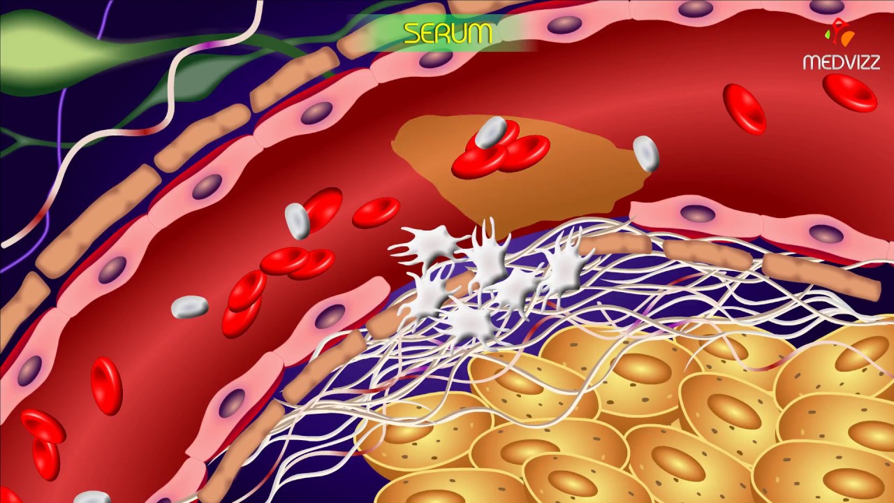 Serum - Blood physiology , medical animations - YouTube