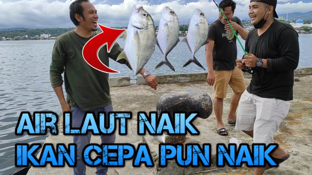 Mancing Ikan Cepa Saat Air Laut Naik || Spot Mancing Pelabuhan Parepare ...