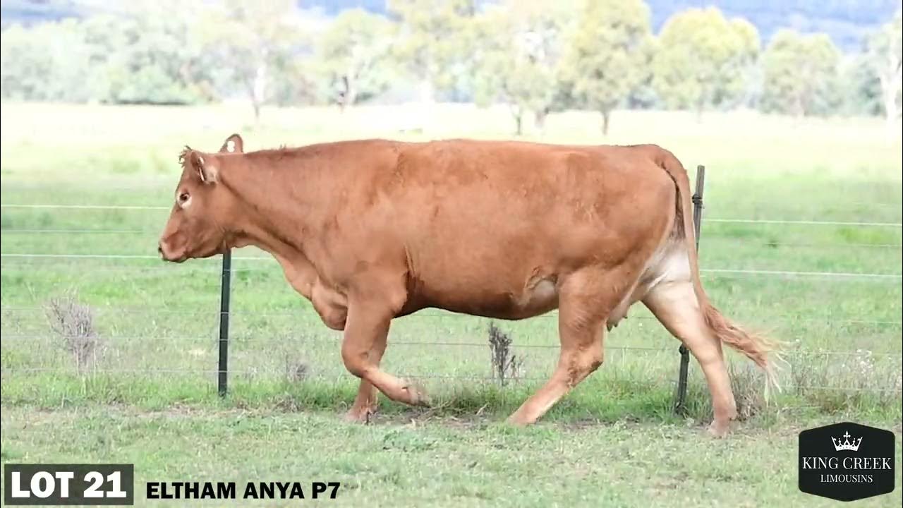 Lot 21 - ELTHAM ANYA P7 - YouTube