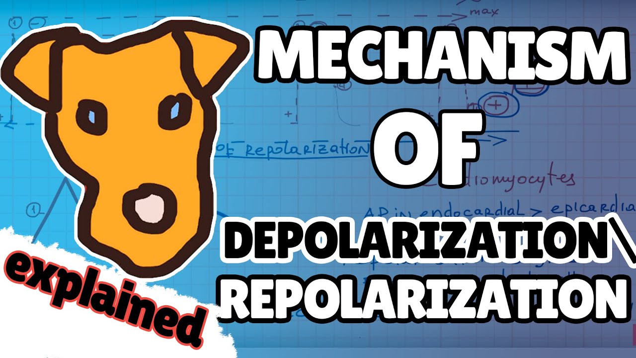 ECG Part 4. Mechanism of depolarization/repolarization vectors ...