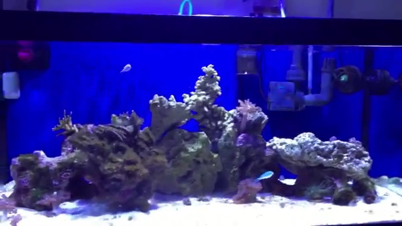 40 Breeder Reef Tank: Week 8; Name Change?!? - YouTube