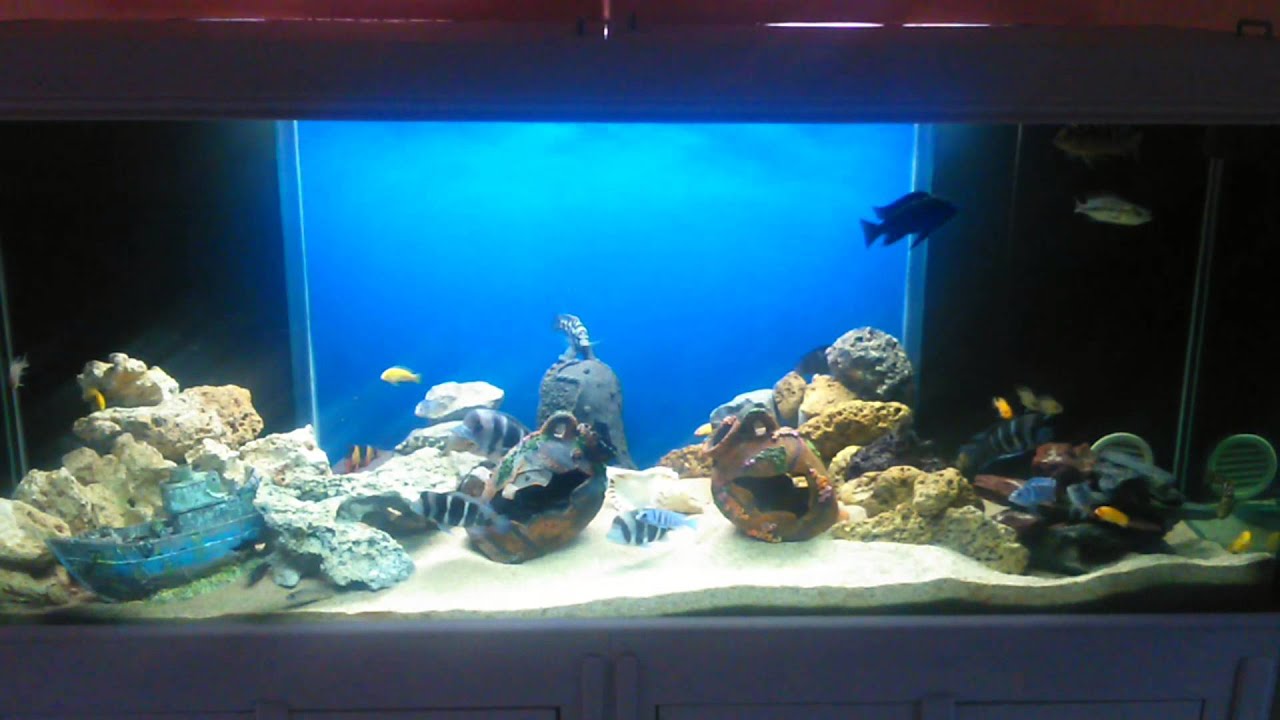 Aquarium 1200 litres n:2. Cichlides frontosa - YouTube