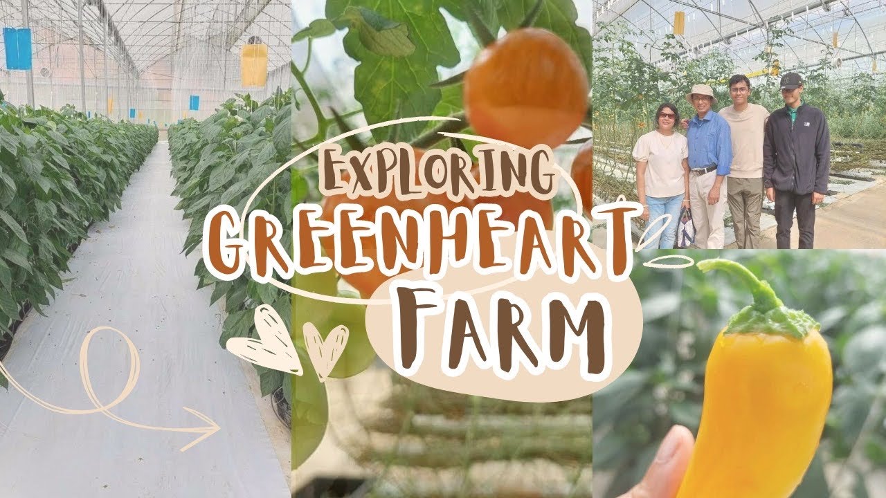 Experience Greenheart Farm with us: Firsthand Experience of Organic Farming - YouTube