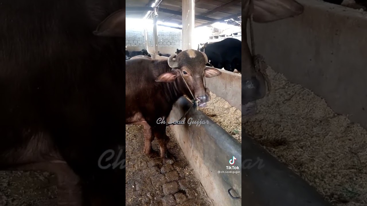 cow coming soon 2022 cow action cow #2022 #dangerous cow cow #coming # ...