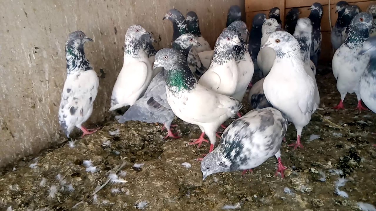 New lovely kabutar 2020 - YouTube