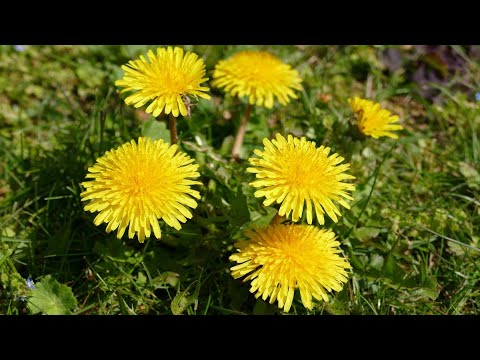 Ngắm hoa cỏ dại hoa Bồ công anh (Dandelion, Taraxacum officinale) - YouTube