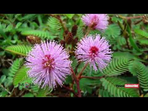 Tak Banyak Yang Tau | Ini 4 MANFAAT PUTRI MALU - YouTube