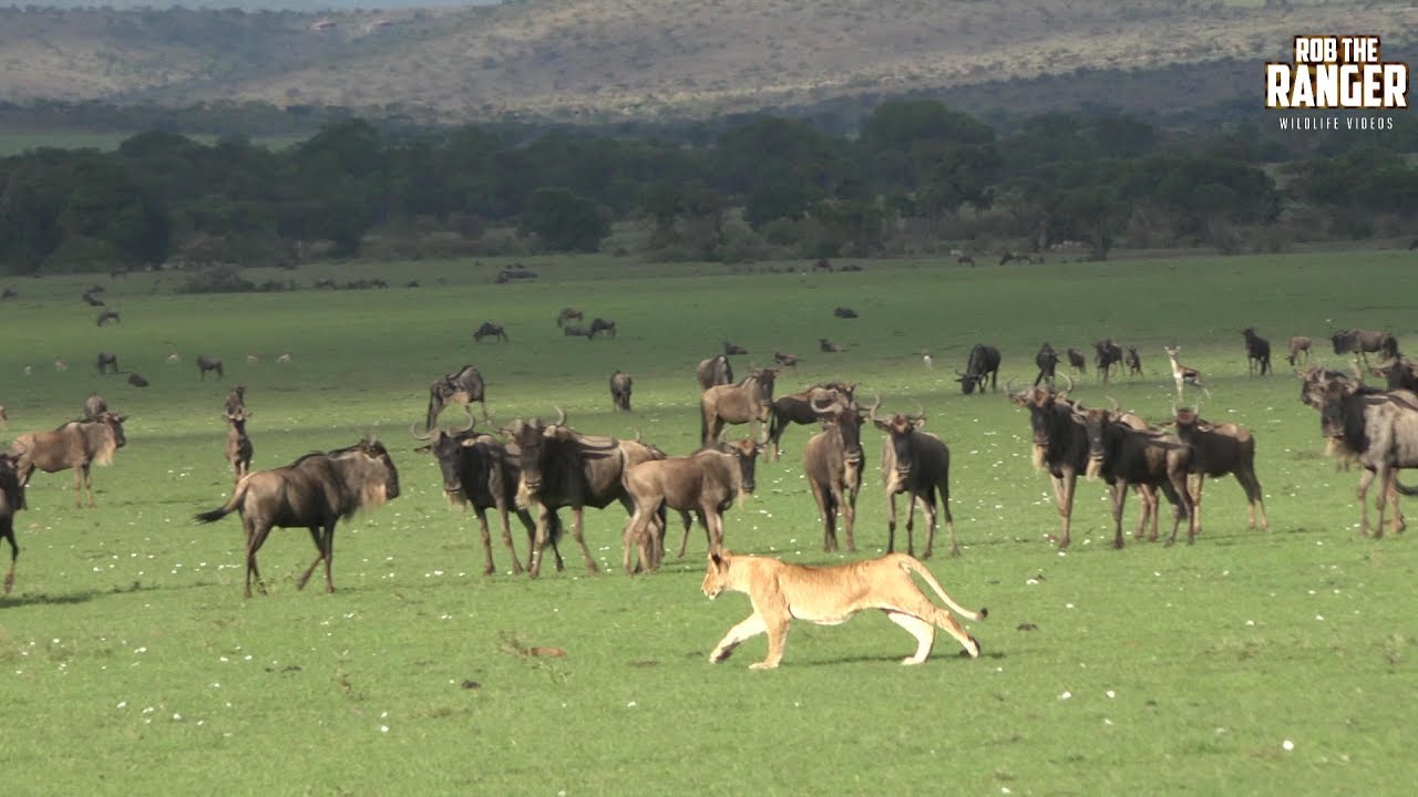 Multitude Of Wildebeest Attract Young Lions | Iconic Africa - YouTube
